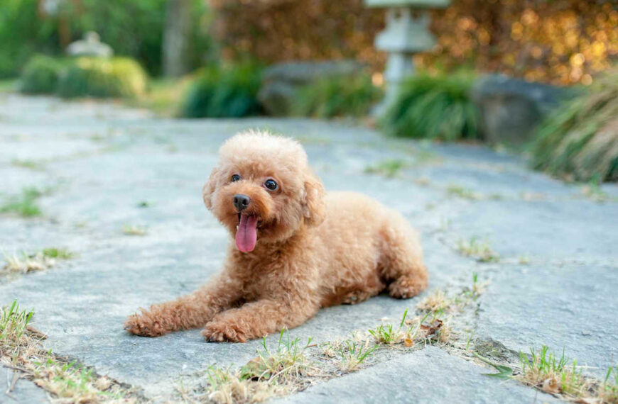 Razas de perros color Merlé (o Mirlo) | Mascotitas